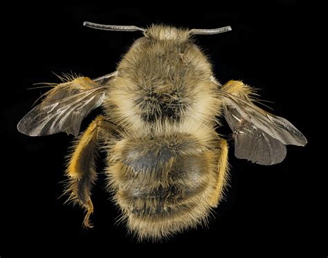 About Hairy Footed Flower Bee Maryland Biodiversity Project