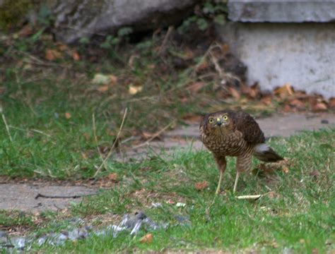 Nature Hawk Raptor Free Photo On Pixabay Pixabay