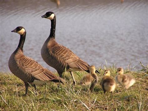 Free Picture Cackling Canada Goose Brood