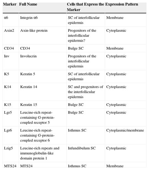 Skin Stem Cells At The Frontier Between The Laboratory And Clinical Practice Part 1 Epidermal