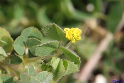 식물 개자리콩과 식물 생물종 Bric