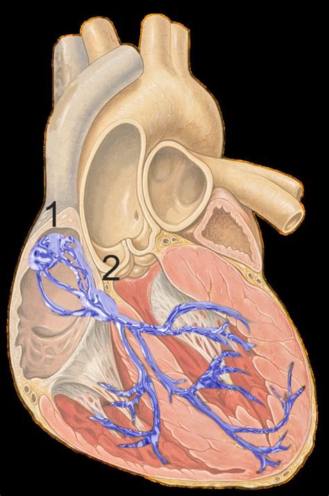 Atrioventricular Node Alchetron The Free Social Encyclopedia