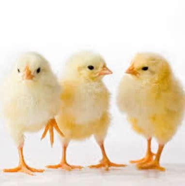 Poultry Chicks Broiler Day Old Chicks Manufacturer From Mandya
