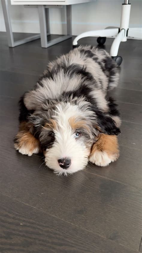 Bernedoodle With Blue Eyes