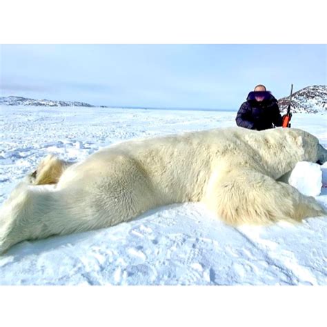 Polar Bear Hunts In The Arctic Circle Huntin Fool