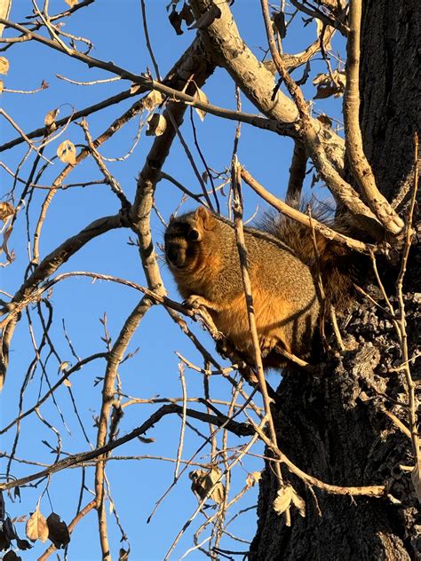 Thicc Squirrel Rabsoluteunits