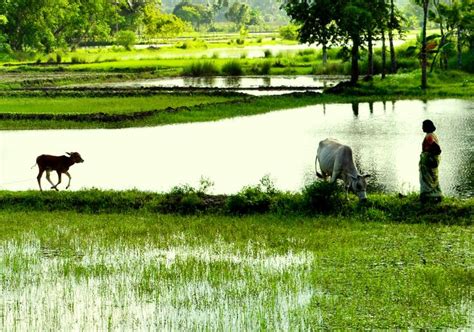 আমার বাংলা My Bengal 風景 村 影