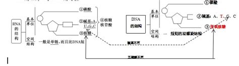 【高中生物必修二】基因的表达知识点有哪些？ 知乎