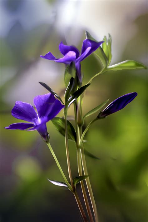 Bokeh Plant Flower - Free photo on Pixabay - Pixabay