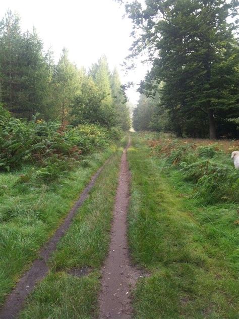 Forest Walk Best Hiking Trails Near Me Forest Trail With Greenery