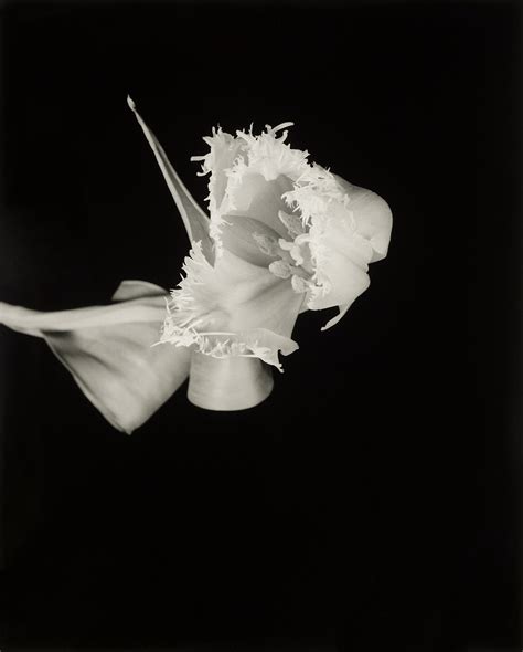 London Photography Awards Fine Art Floral Erotica