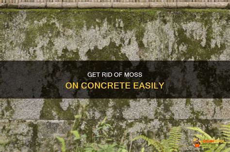Get Rid Of Moss On Concrete Easily Shuntool