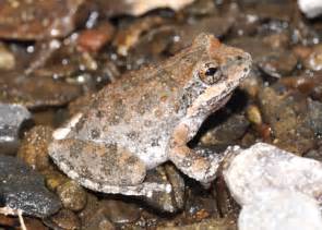 California Tree Frog Facts And Pictures