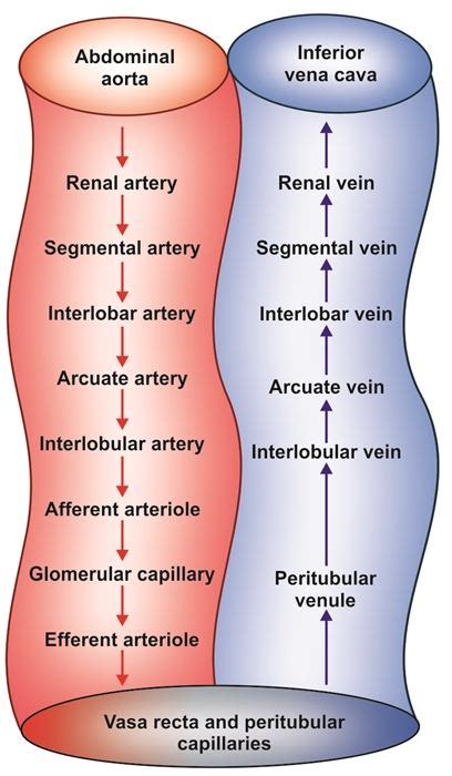 Renal Circulation Flow Chart
