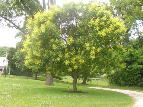 Koelreuteria Paniculata Tree
