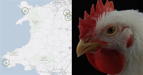 Interactive Map Shows The Location Of Bird Flu In Wales As New Outbreak