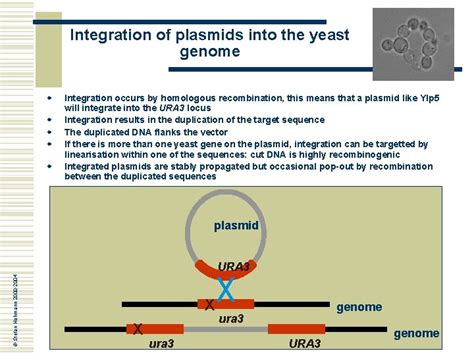 YEAST MOLECULAR GENETICS A Yeast Genetics Nomenclature W