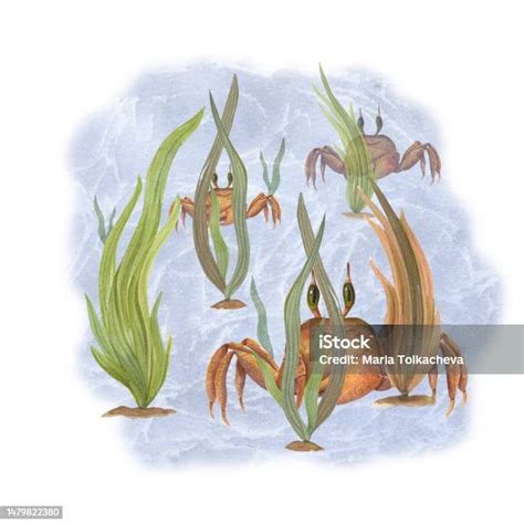 푸른 수채화 배경에 고립된 조류 사이에 숨어 있는 귀여운 게들 일러스트레이션은 벽지 인쇄물 아기 섬유 스크랩북 엽서 의류에 사용할 수 있습니다 만화 스타일 갈고리 발톱에