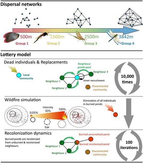 Conceptual Representation Of The Simulation Model Dispersal Networks