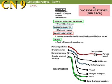 Cranial Nerve Examination PPT Eye And Vision Conditions Diseases And Conditions