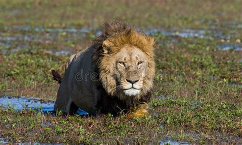 El León Está Nadando A Través Del Pantano Delta De Okavango Foto De
