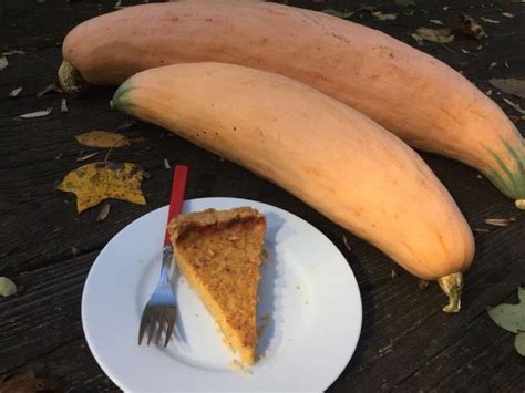 North Georgia Candy Roaster A Winter Squash To Remember Winter Squash Roaster Squash