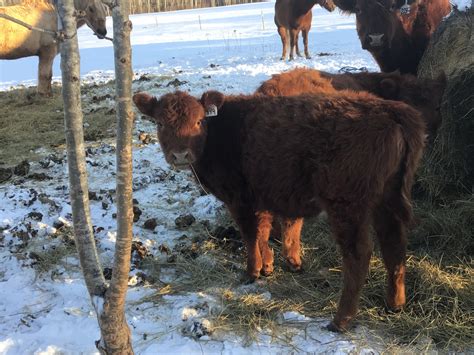 8455 C619 346 B 46 F0 90 B5 9 Edb60 Be0537 — Postimages