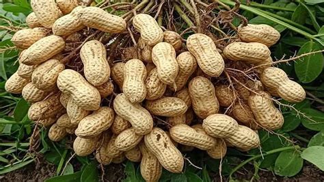 Discovery Offers Hope Against Stem Rot Zambian Agribusiness