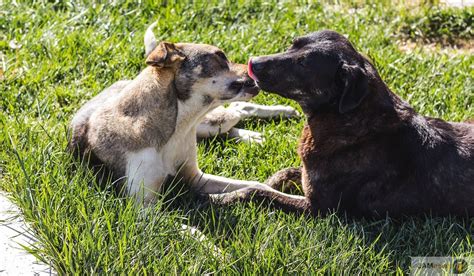 ბაქოს ქალაქის ხელისუფლებამ მაწანწალა ძაღლების მასობრივი ხოცვა დაიწყო Jamnews