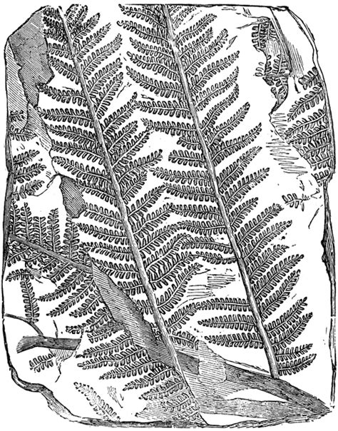 Fossil Tree Fern ClipArt ETC