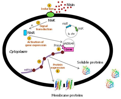 Lactococcus Lactis An Attractive Cell Factory For The Expression Of
