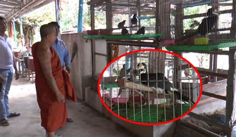 ព្រះ គ្រូ ចៅអធិការ វត្ត បូព៌ ស្រុក ភ្នំស្រុក ប្រ គេ ន សត្វ ២០ ប្រភេទ ដើម្បី យក ទៅ លេង Khmerload