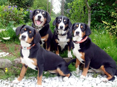 Appenzeller Sennenhund Puppies