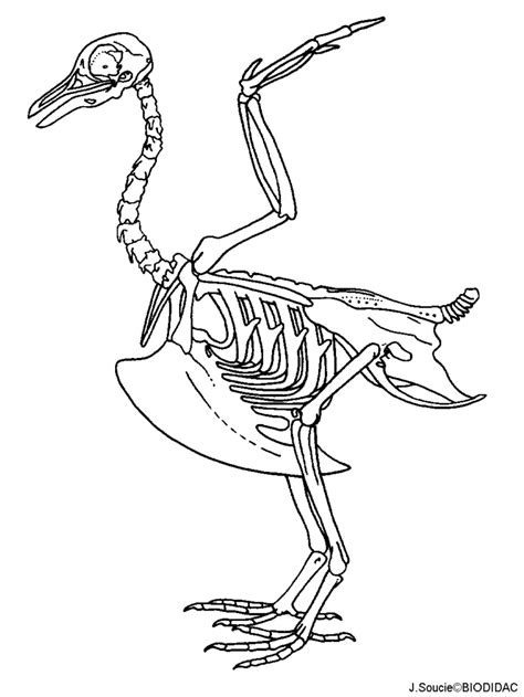 Chicken Skeleton Diagram Quizlet