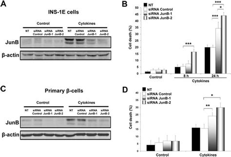 Junb Knockdown Augments Cytokine Induced B Cell Death A Ins 1e Cells