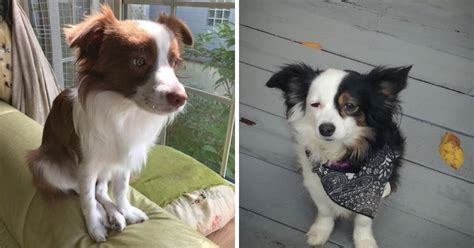 Border Collie Lab Chihuahua Mix At Sean Murdoch Blog