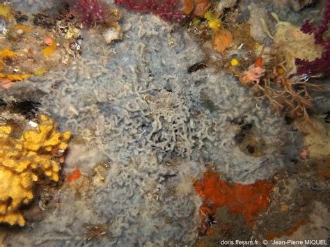 Dendroxea Lenis Doris