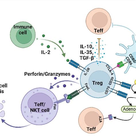 The Suppressive Function Of Treg In The Tumor Microenvironment Treg