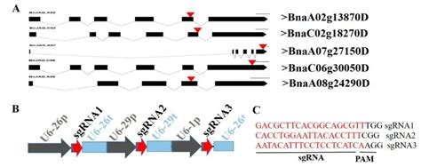 【总结】基因编辑在植物领域的应用（一） 知乎