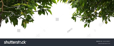 D Render Foreground Tree White Background Stock Illustration Shutterstock