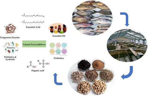 A Glimpse On Influences Of Feed Additives In Aquaculture Marimuthu 2022 Efood Wiley