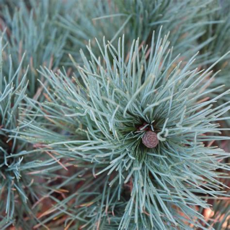 Pinus Swiss Stone Pine Dwarf Blue Large Sizes Gertens Garden Center