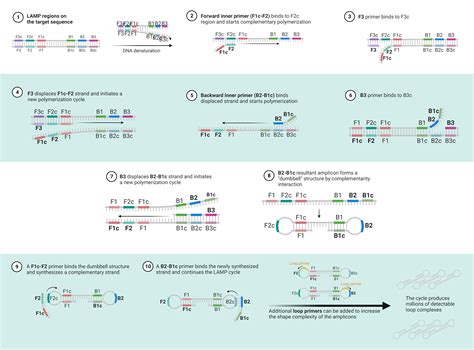 New Uses For Lamp Loop Mediated Isothermal Amplification Aat Bioquest