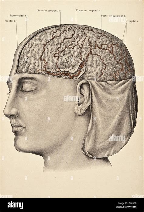 Illustration Of Human Superficial Fascia Of The Scalp Copyright 1904