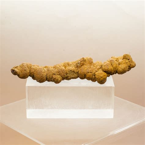 Coprolite The Dinosaur Dung Fossil