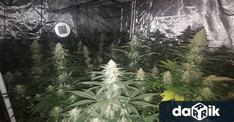 Разкриха още една наркооранжерия във Варна СНИМКИ Darik Bg