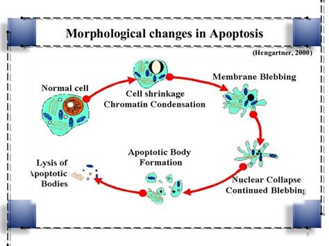 Apoptosis