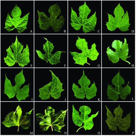 Foliar Symptoms On The Indicator Plant Ipomoea Setosa Infected With The Download Scientific