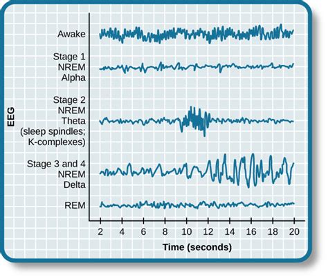 Stages Of Sleep Introduction To Psychology