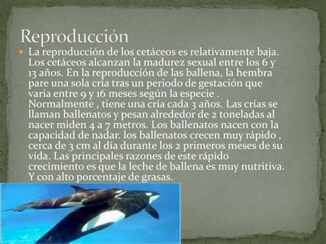 Ppt Las Ballenas Powerpoint Presentation Free Download Id2842606